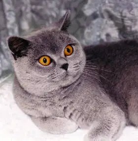 British Blue Cat JK Cats British Shorthair Cat Breeder In The UK.