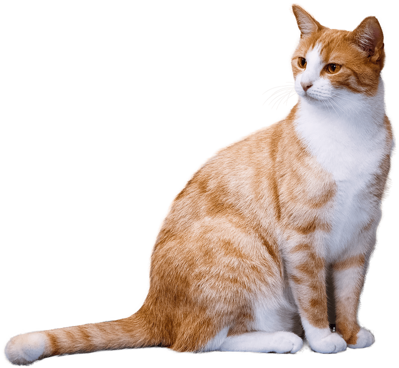 Breed Councils New Zealand Cat Registry Breed Councils New Zealand Cat Registry