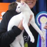 Breed Groups : New Zealand Cat Registry