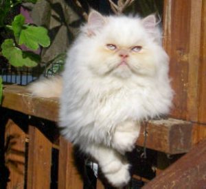 Nepalayan : New Zealand Cat Registry